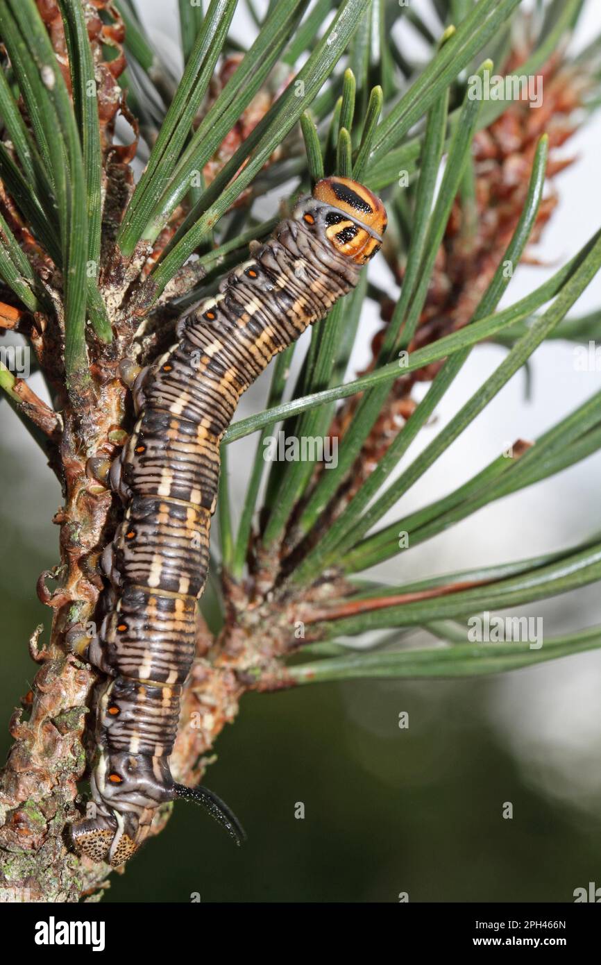 Pine Hawk Moth Stock Photo - Alamy