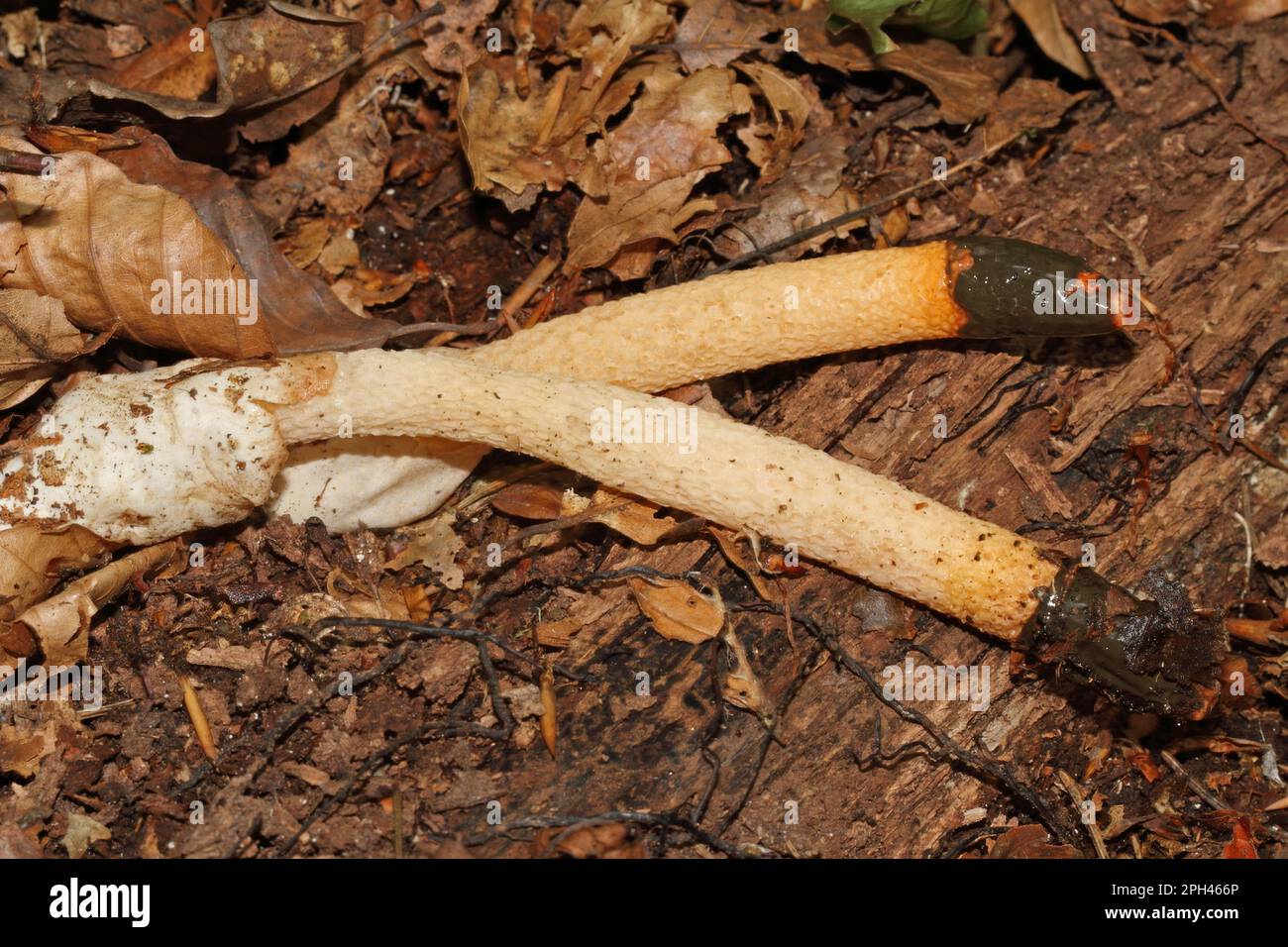 Dog stinkhorn fungus hi-res stock photography and images - Alamy