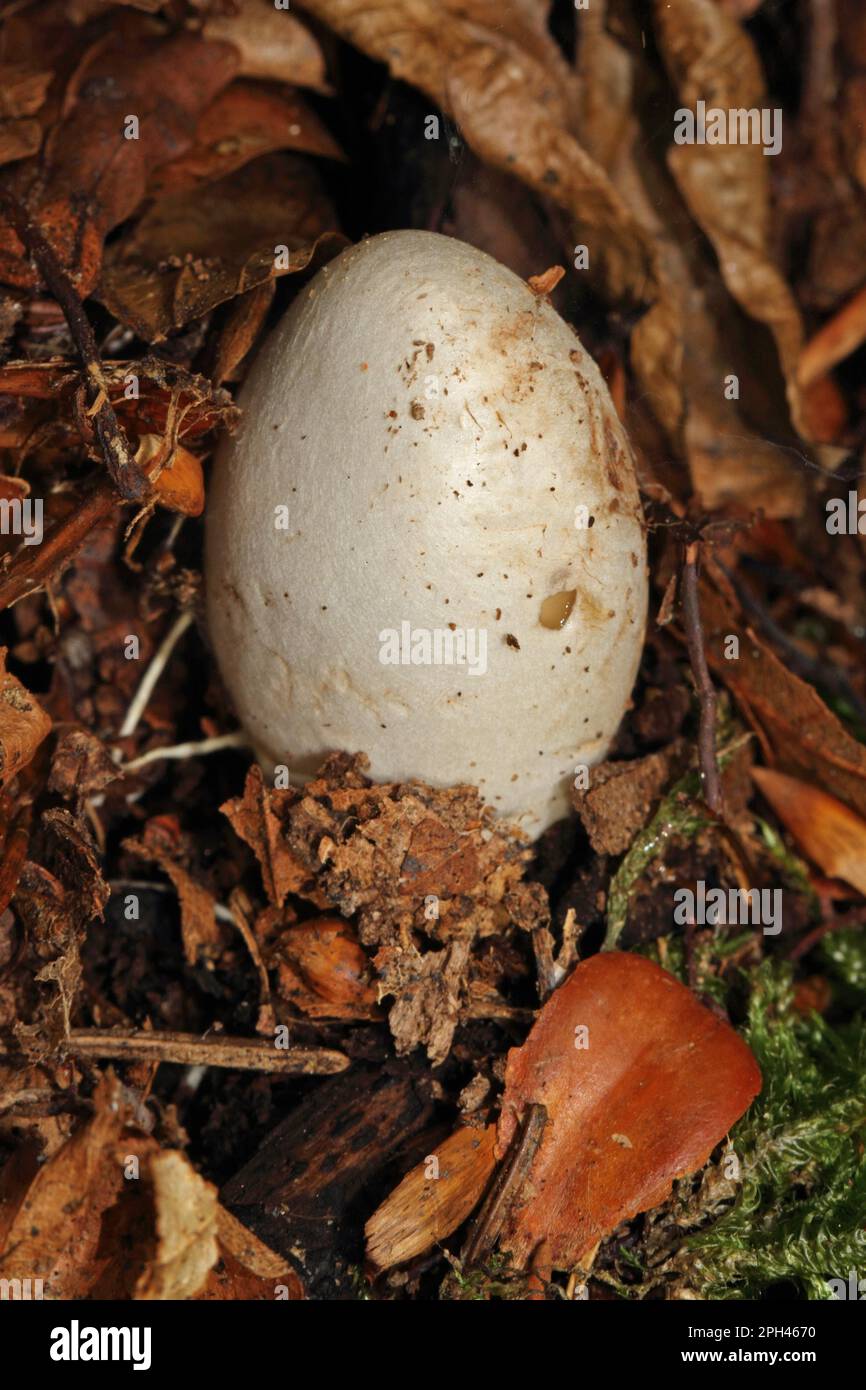 Common dog-rod, egg stage Stock Photo - Alamy