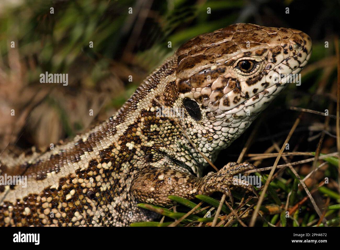 Sand lizard, male Stock Photo - Alamy