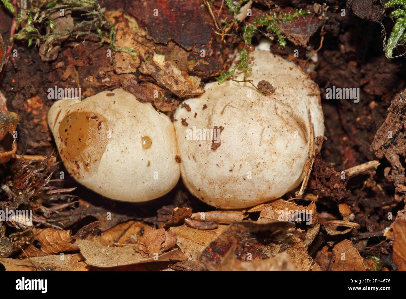 Common dog-rod, egg stage Stock Photo - Alamy