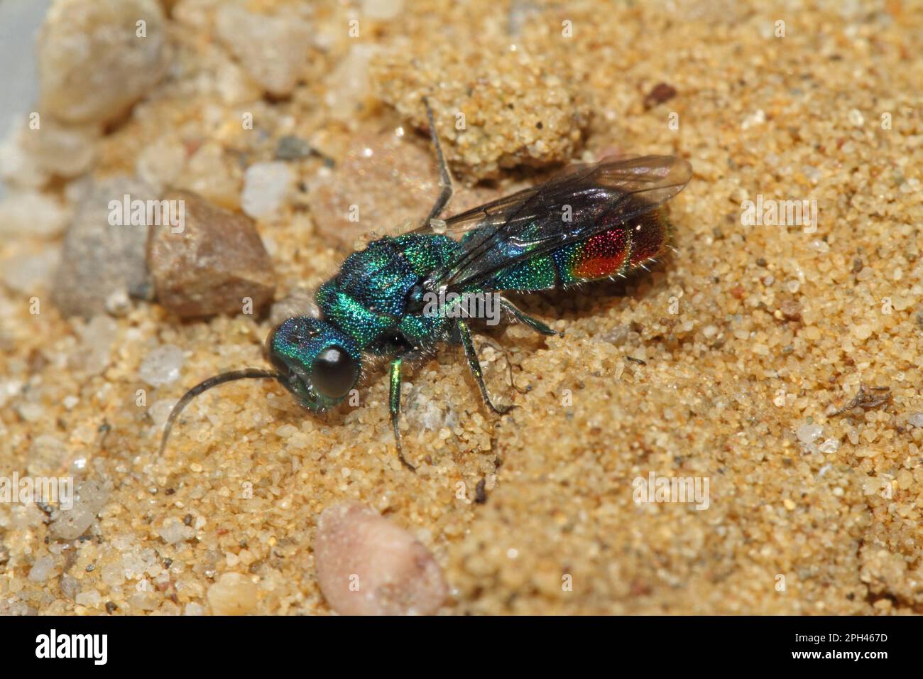 Blue-green gold wasp Stock Photo - Alamy