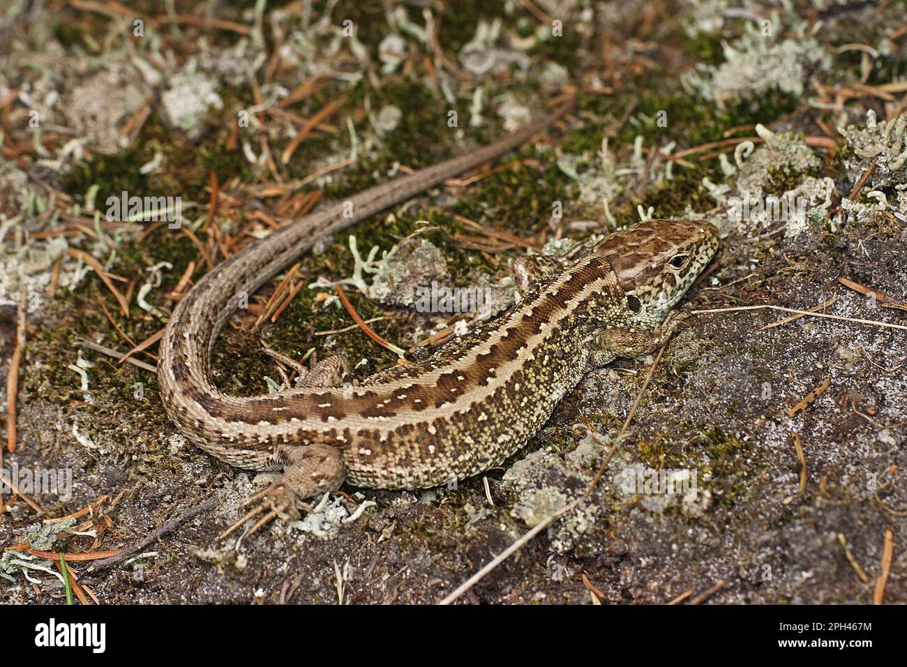 Sand lizard, male Stock Photo - Alamy