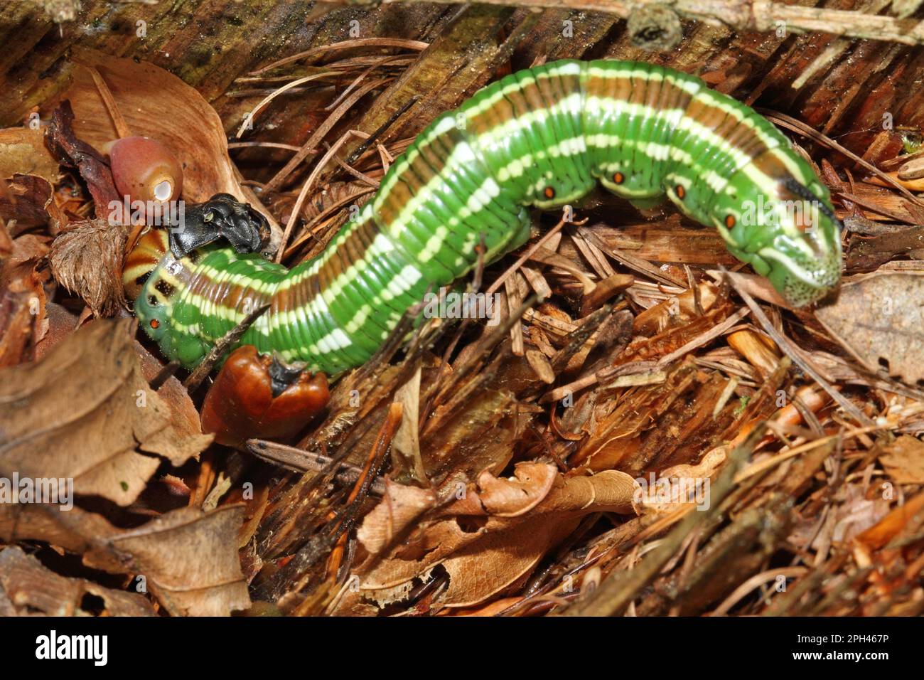 Pine Hawk Moth Stock Photo - Alamy