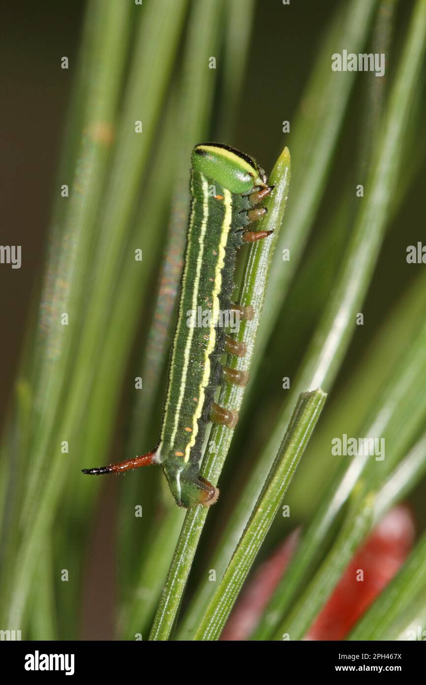 Pine Hawk Moth Stock Photo - Alamy