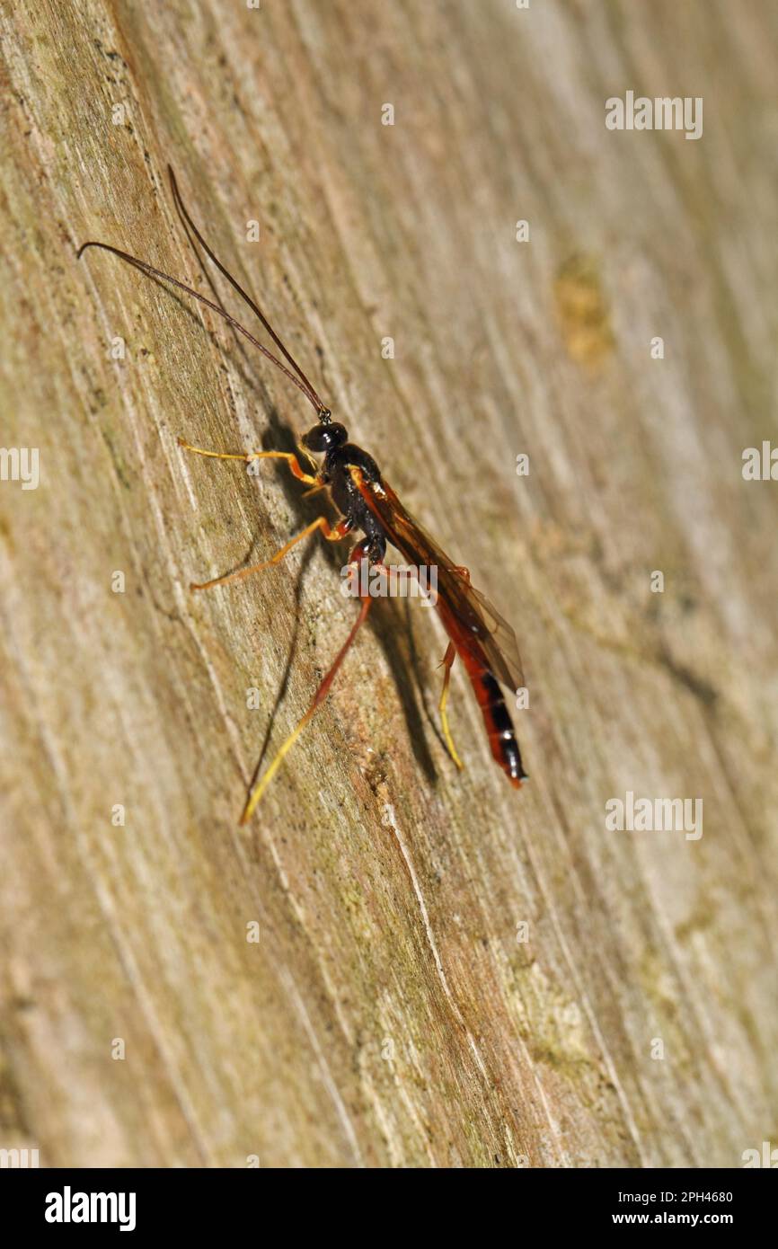 Sickle wasp hi-res stock photography and images - Alamy