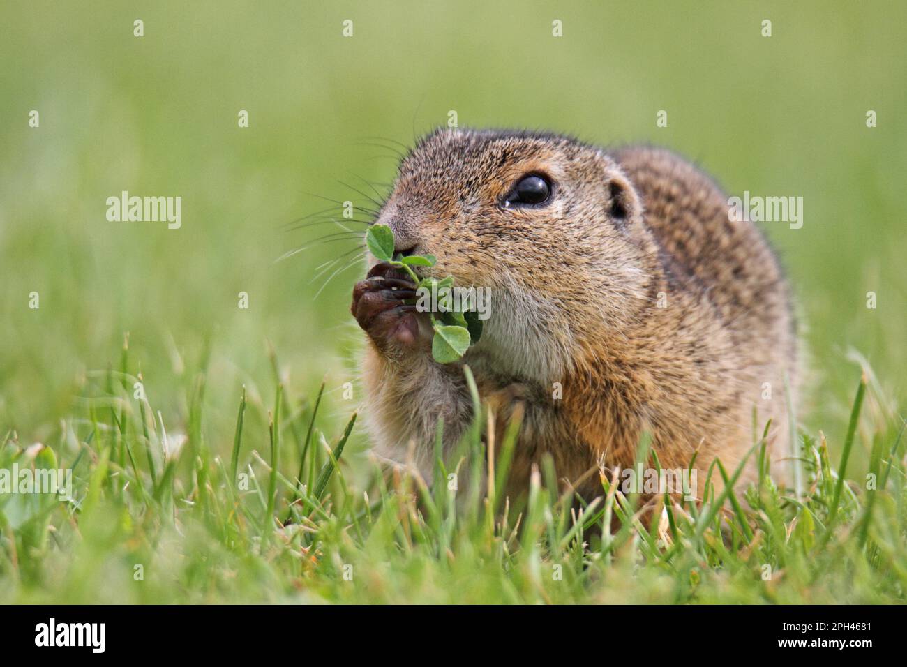 Gopher feeding hi-res stock photography and images - Alamy