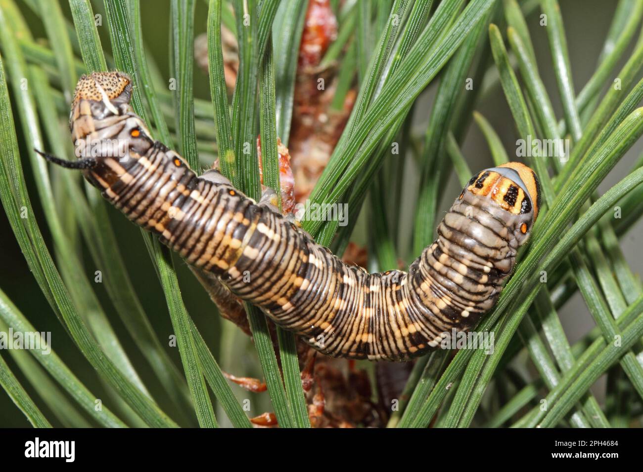 Pine Hawk Moth Stock Photo - Alamy