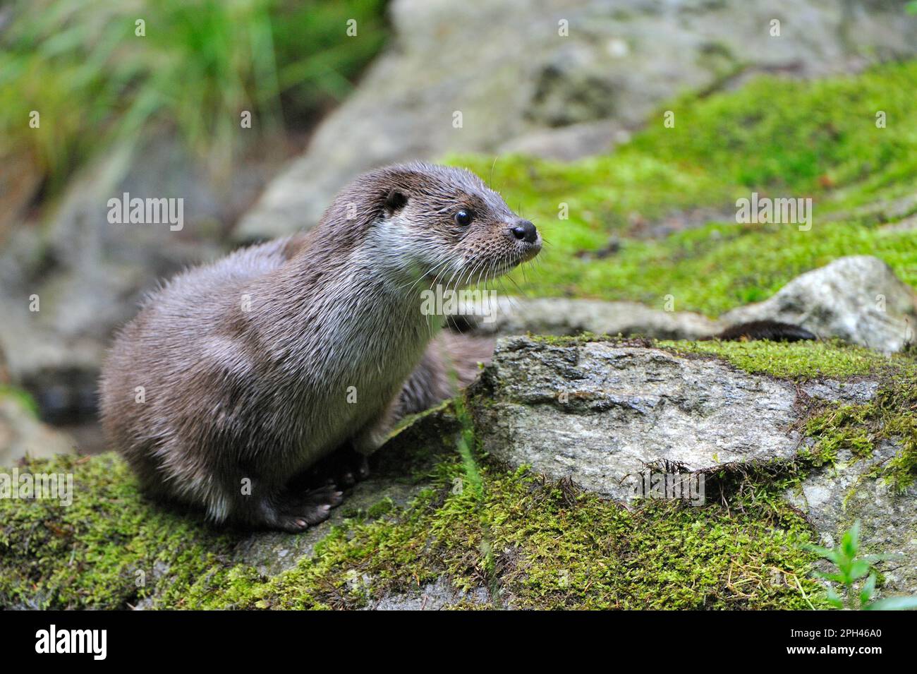 Mature otter hi-res stock photography and images - Alamy