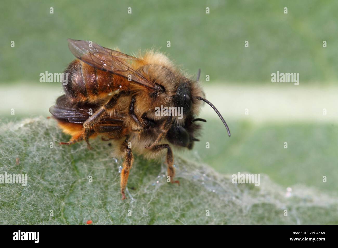 Red mason bee Stock Photo - Alamy