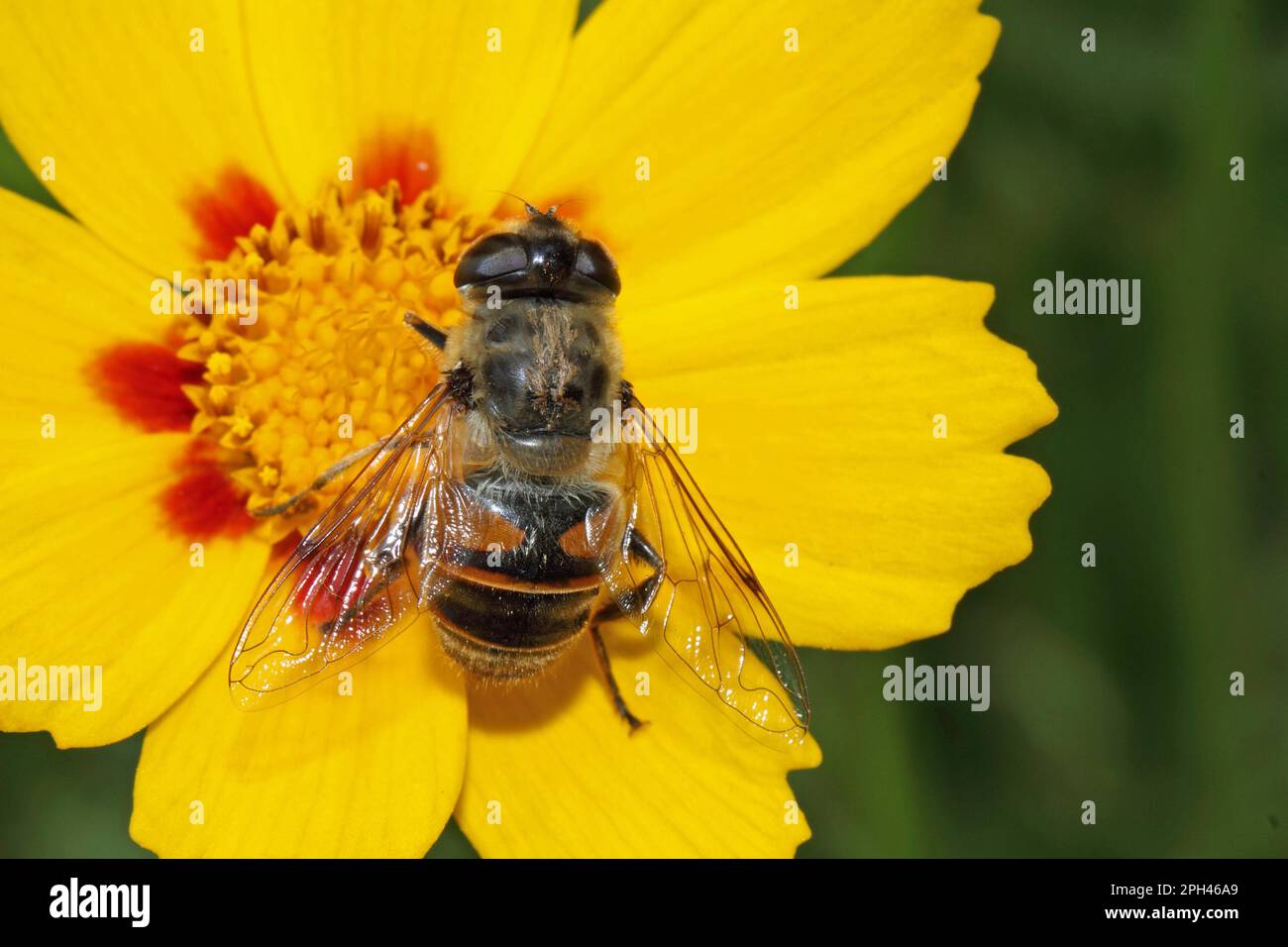 Dung bee hi-res stock photography and images - Alamy