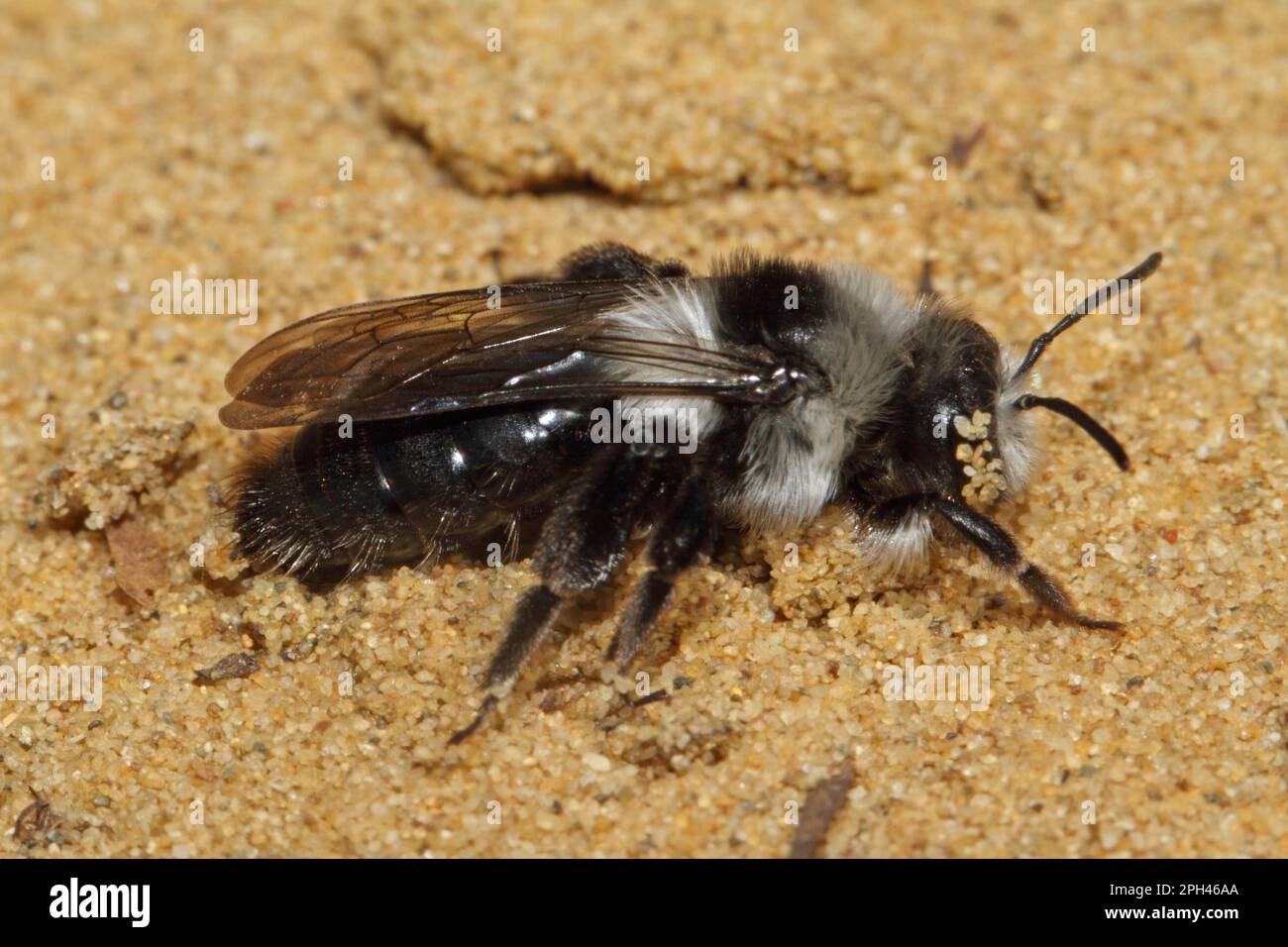 Grey sand bee Stock Photo - Alamy