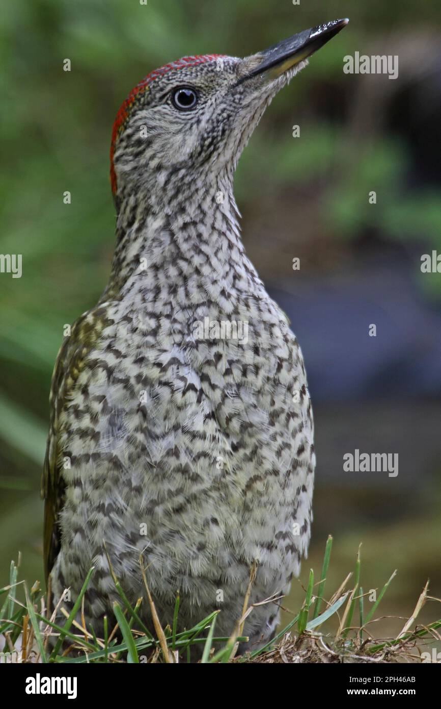 Woodpecker front view hi-res stock photography and images - Alamy