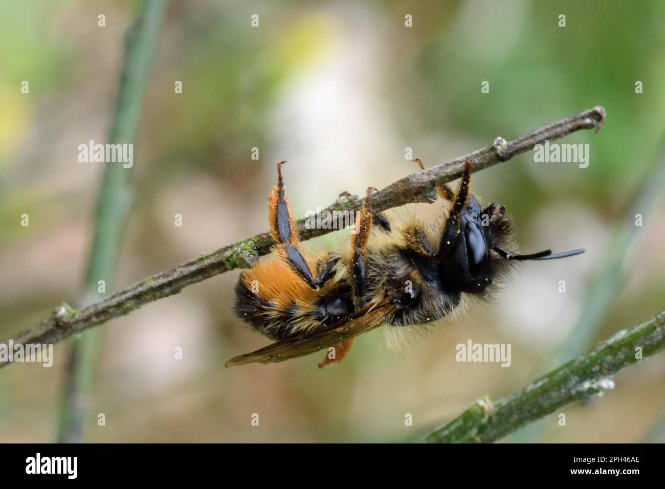 Bellflower scissor bee Stock Photo - Alamy