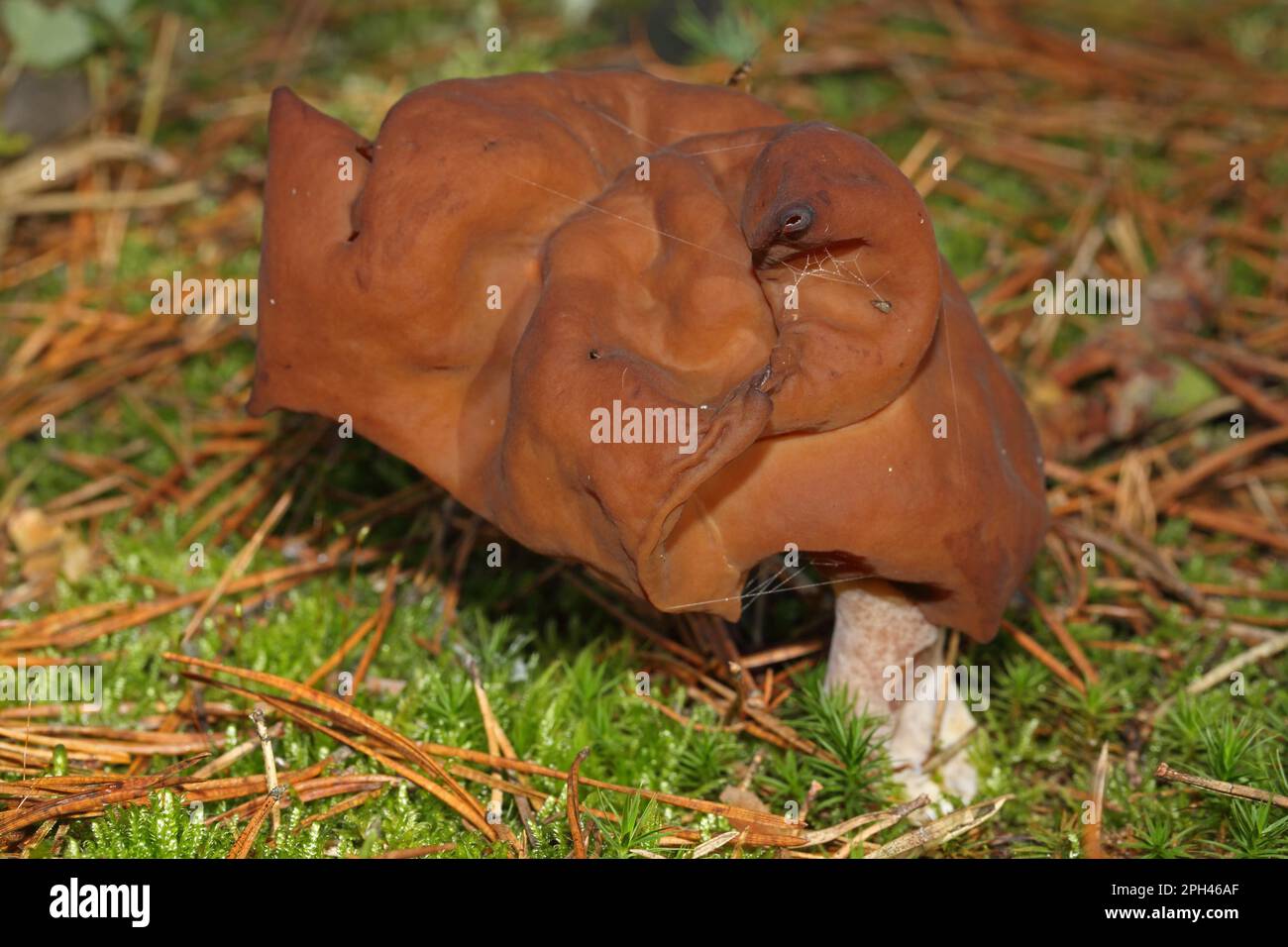 Bishops hat hi-res stock photography and images - Alamy