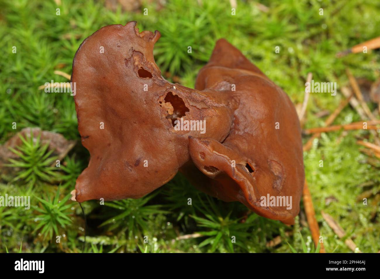 Cap bishop hi-res stock photography and images - Alamy