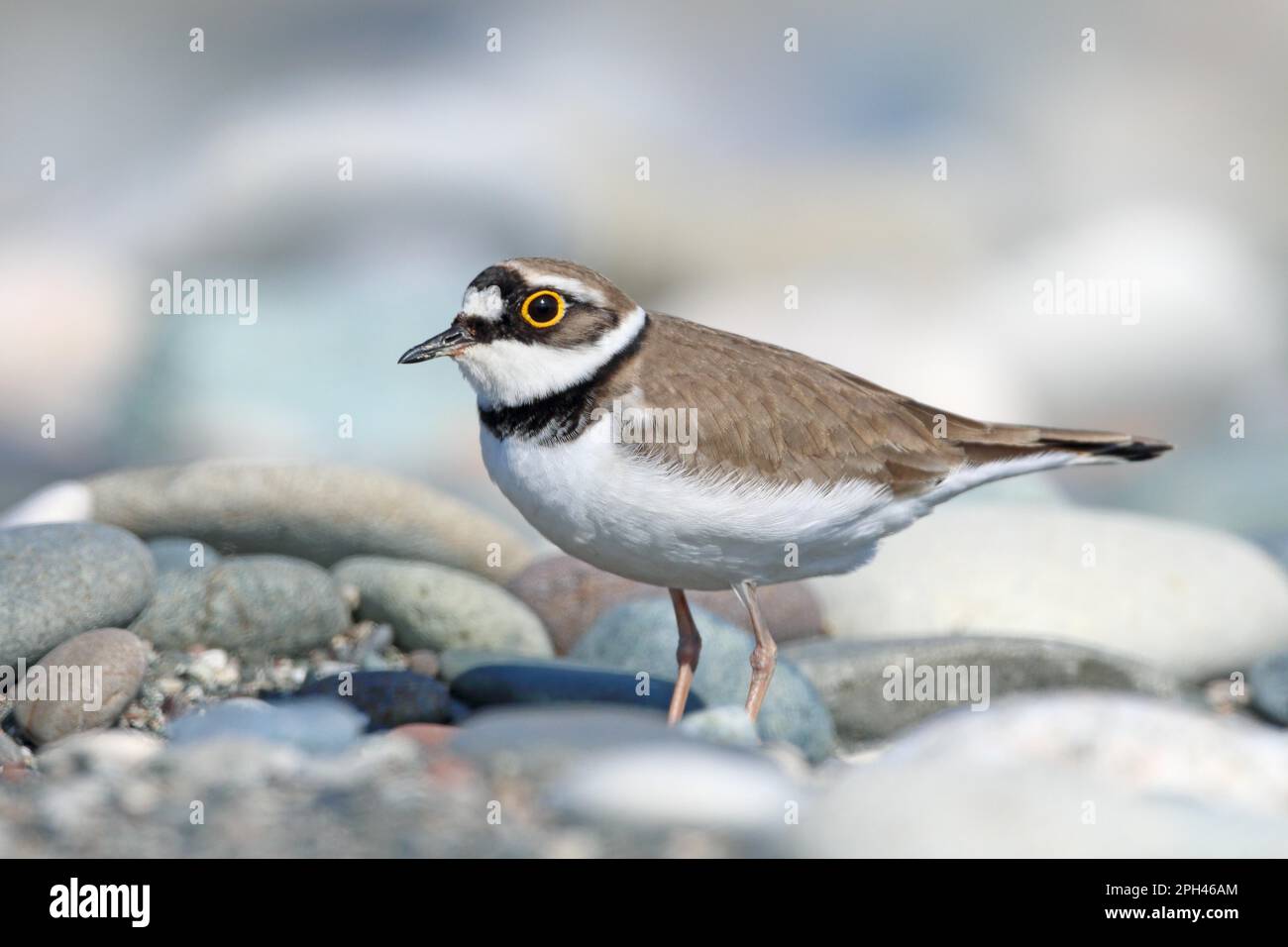 Little Ringed Plover Stock Photo - Alamy