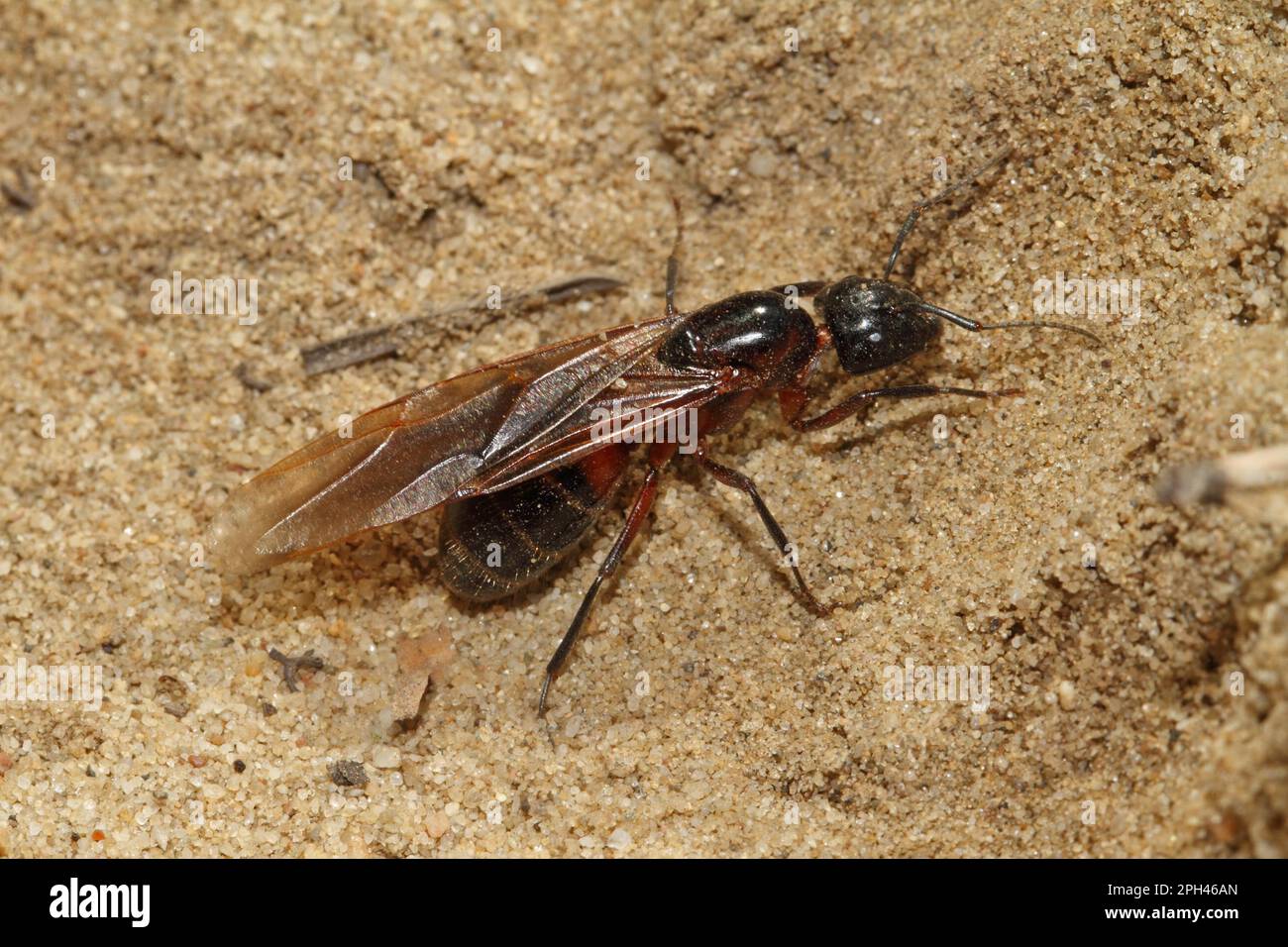Black horse ant Stock Photo - Alamy