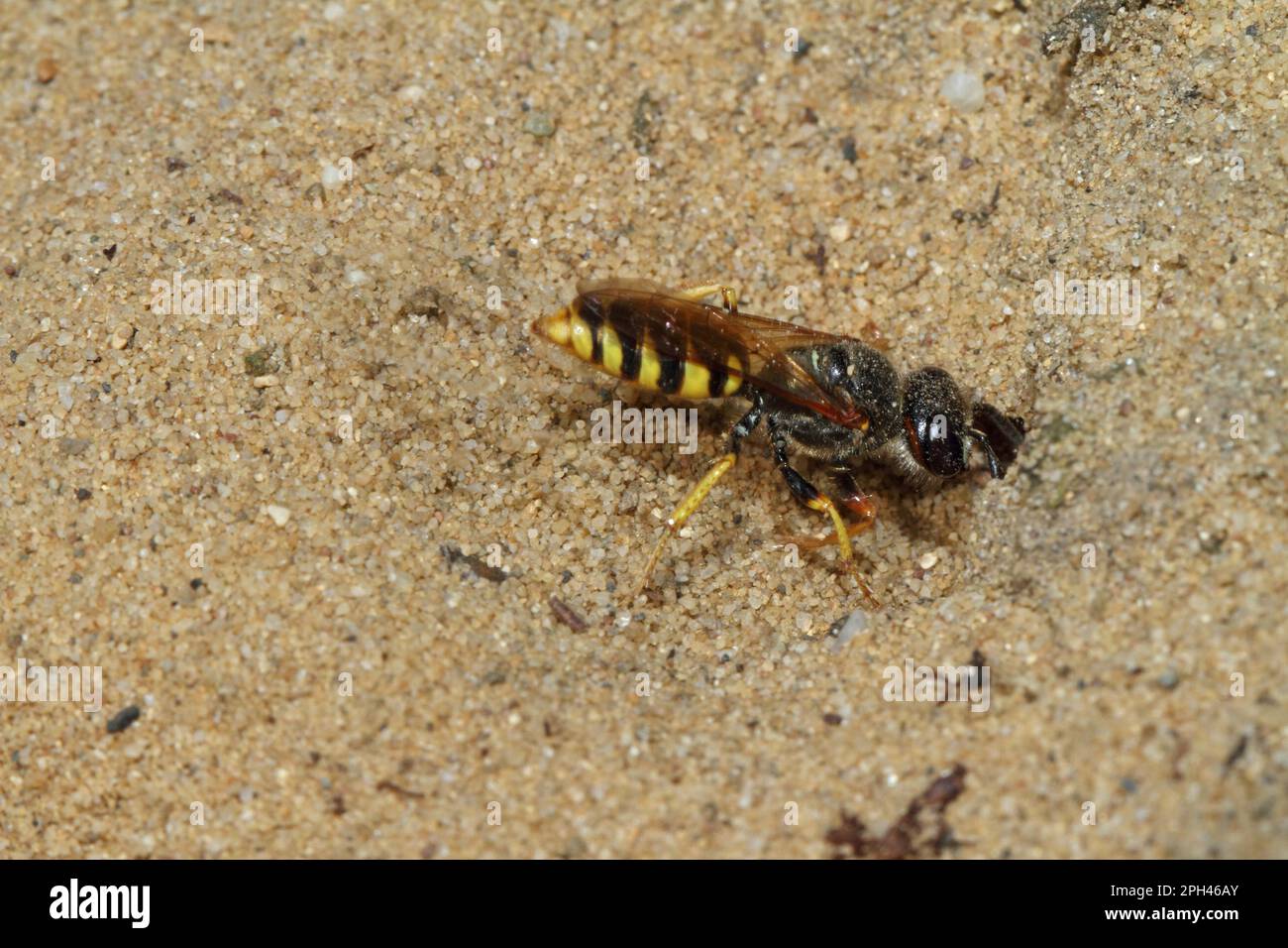 European bee wolf Stock Photo - Alamy