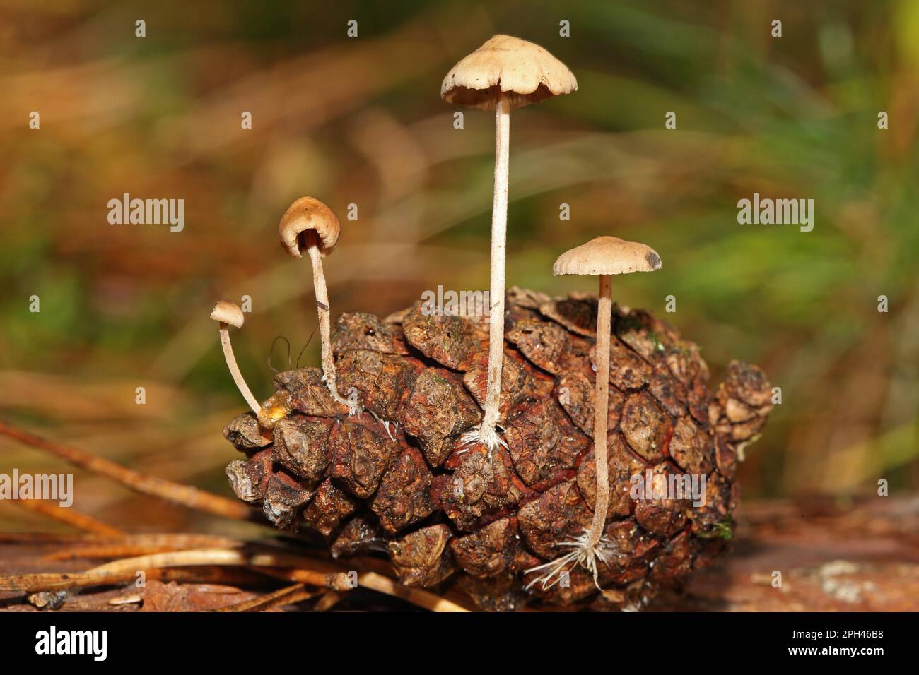 Cone fungus hi-res stock photography and images - Alamy