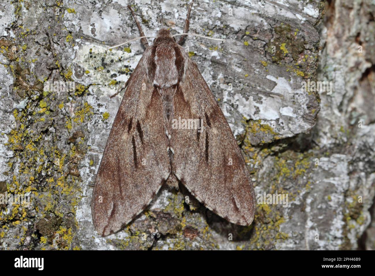 Pine Hawk Moth Stock Photo - Alamy