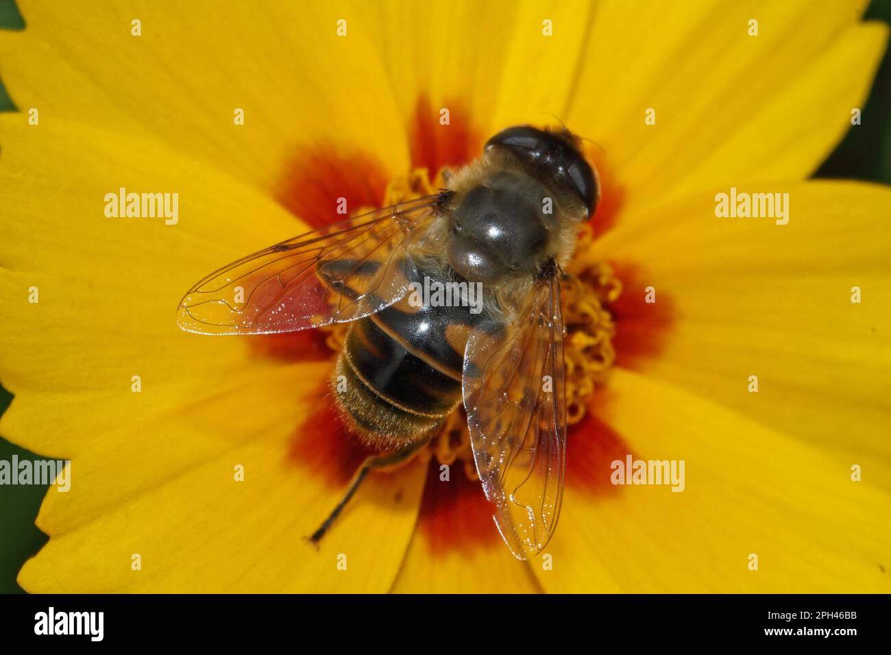 Dung bee hi-res stock photography and images - Alamy