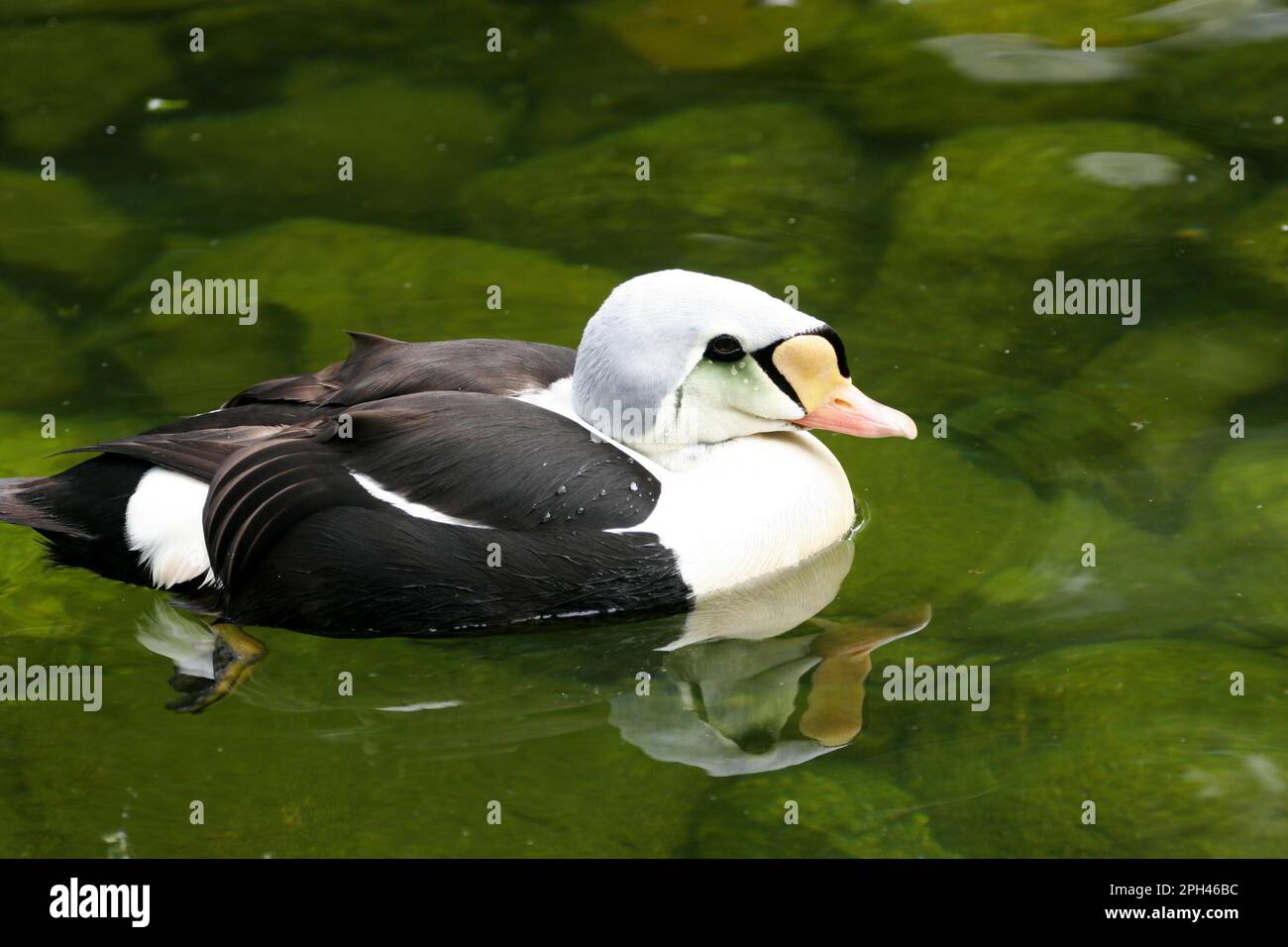 Common eider male hi-res stock photography and images - Alamy
