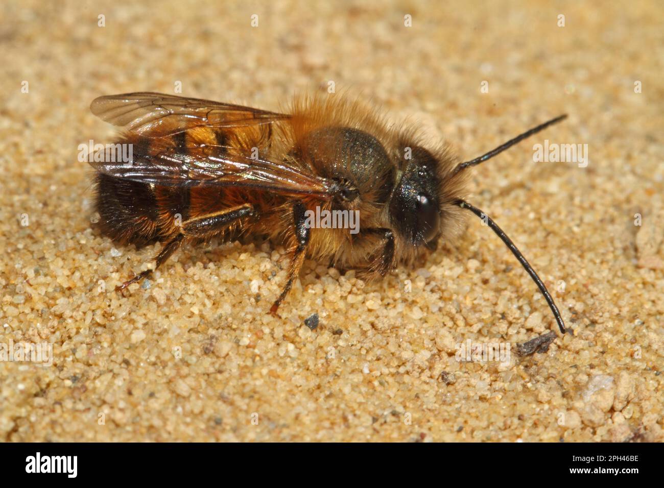 Red mason bee Stock Photo - Alamy