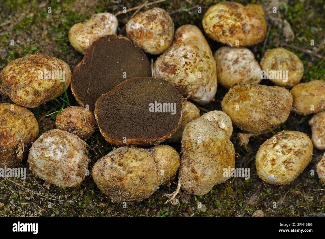 Yellowish root truffle Stock Photo - Alamy