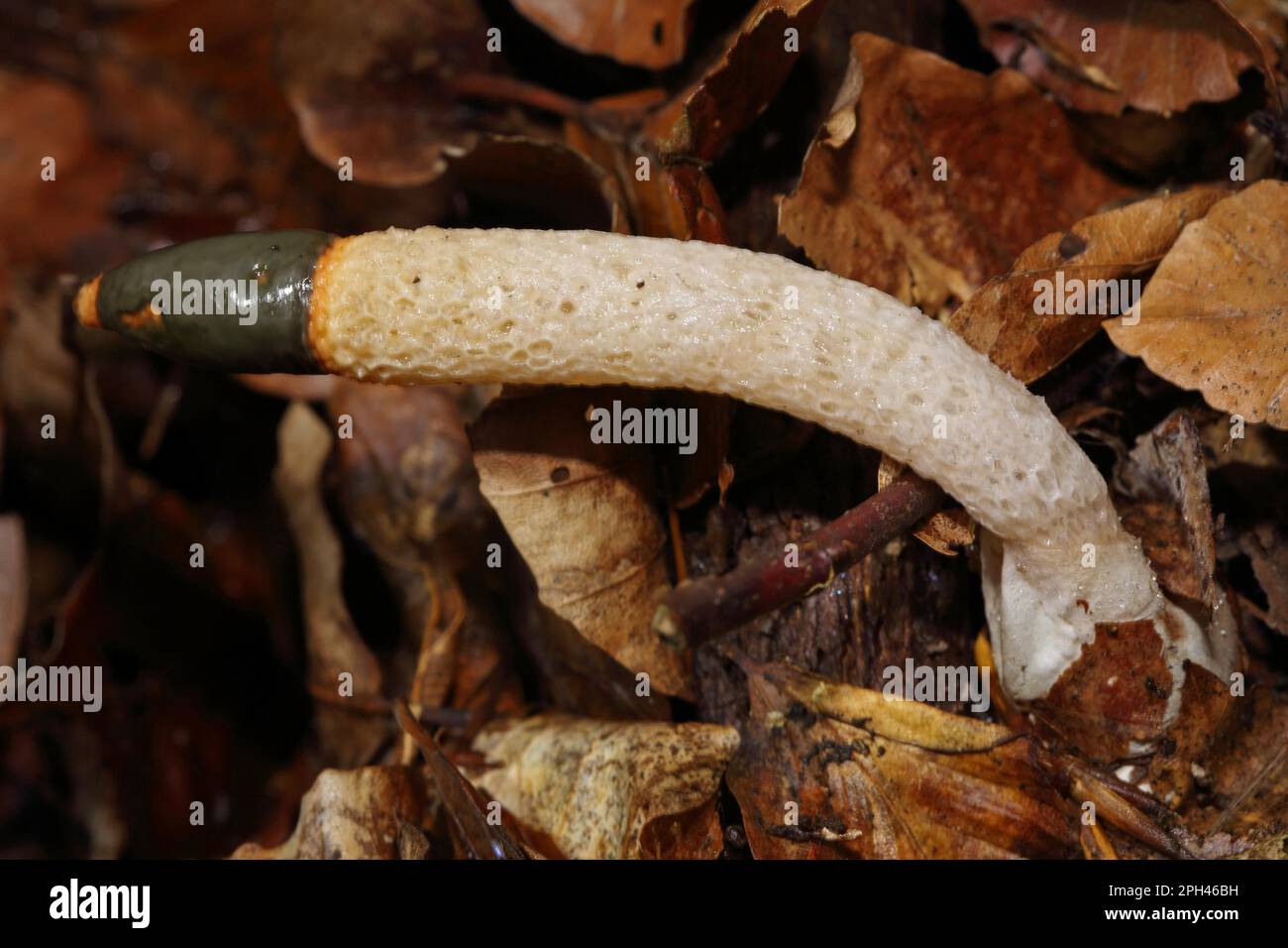 Common dog rod Stock Photo - Alamy