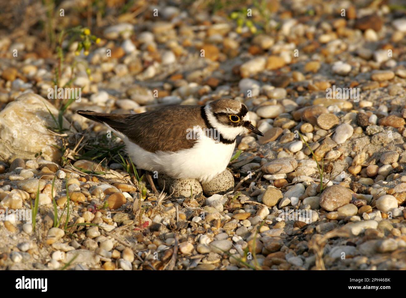 Little Ringed Plover Stock Photo - Alamy