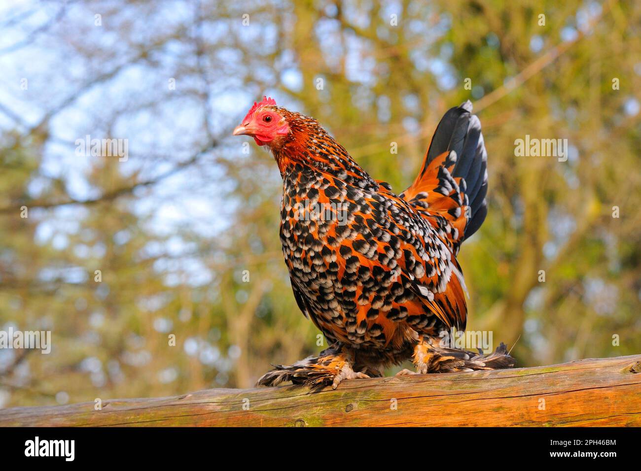 Bantam breed hi-res stock photography and images - Alamy