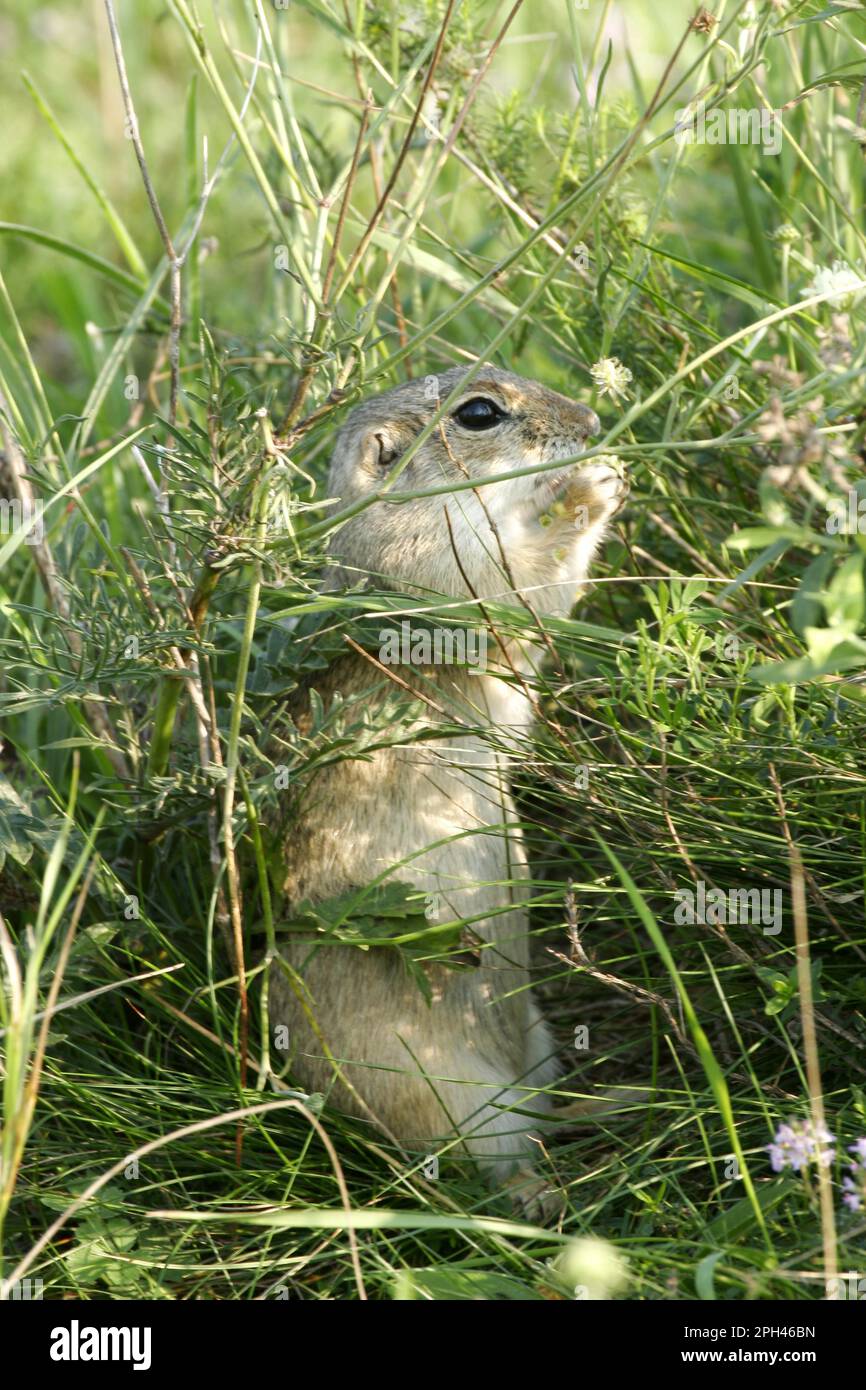 Gopher feeding hi-res stock photography and images - Alamy