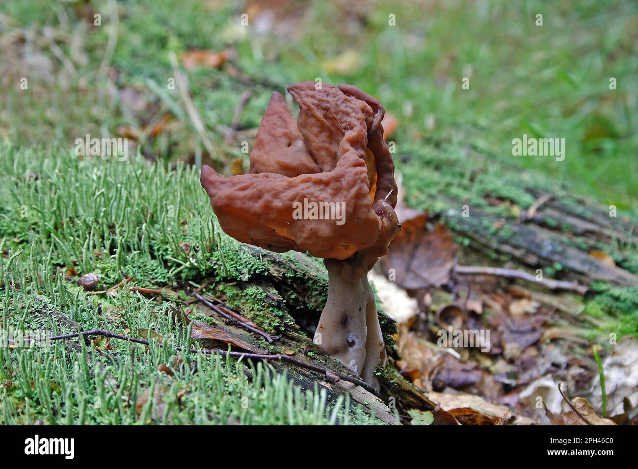 Cap bishop hi-res stock photography and images - Alamy