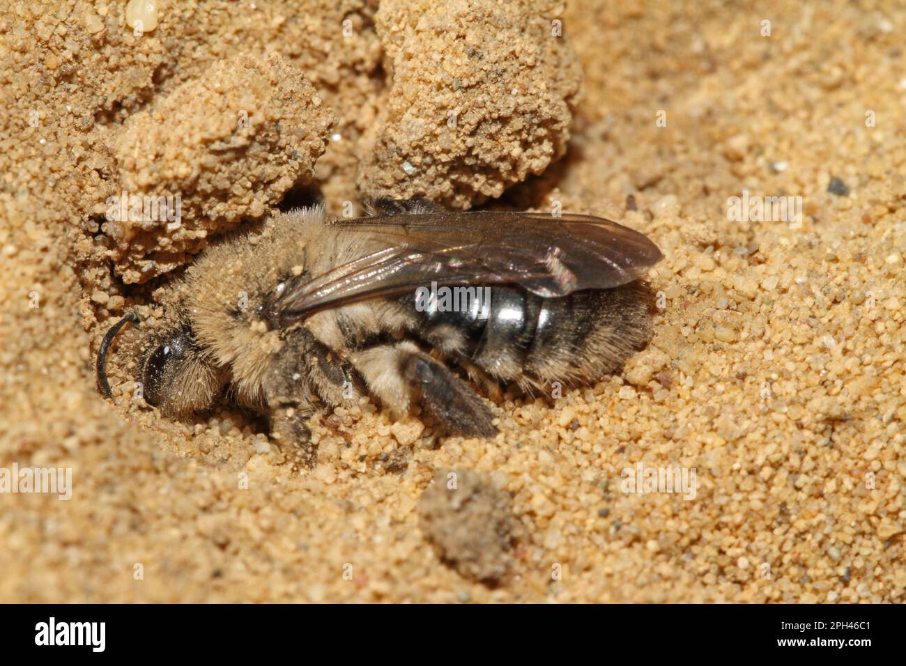 Grey-backed mining-bee (Andrena vaga Stock Photo - Alamy