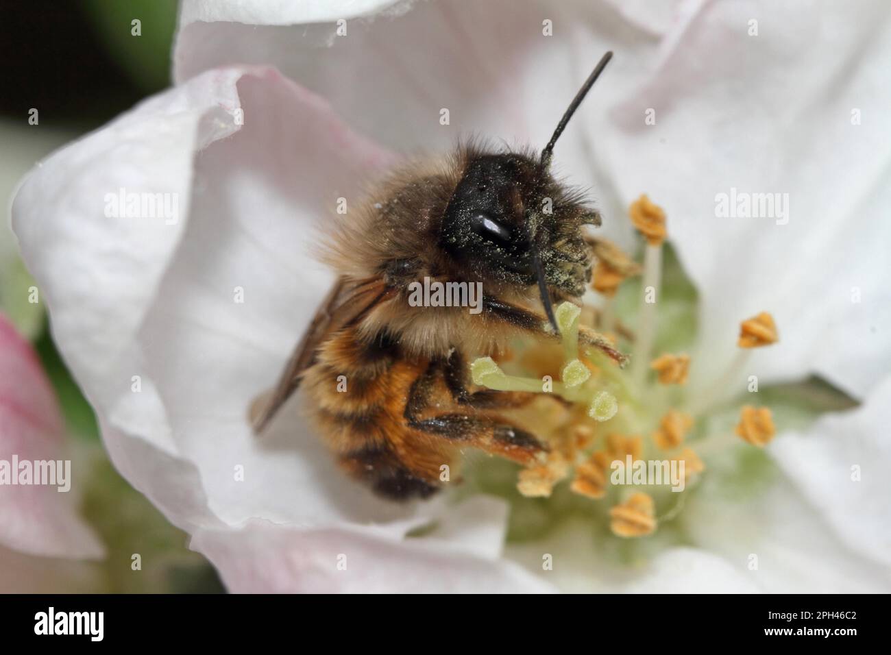 Red mason bee Stock Photo - Alamy