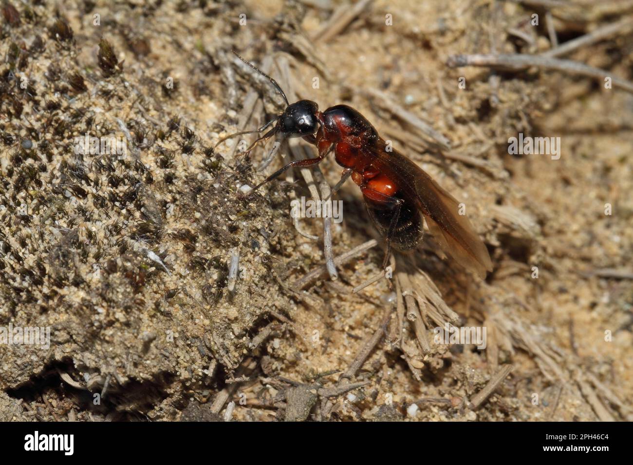Black queen ant hi-res stock photography and images - Alamy