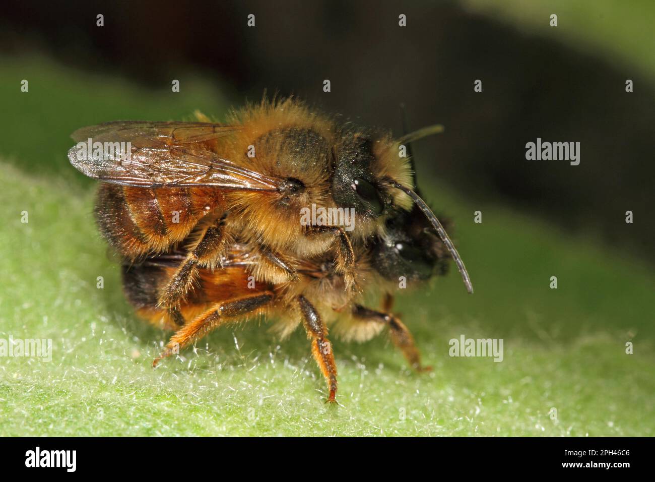 Red mason bee Stock Photo - Alamy