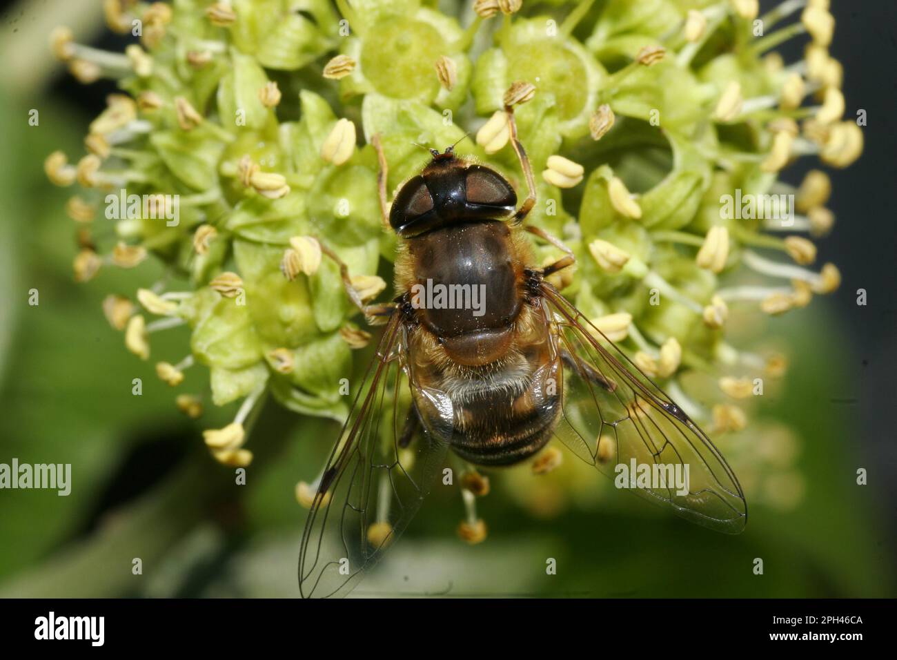 Dung bee hi-res stock photography and images - Alamy