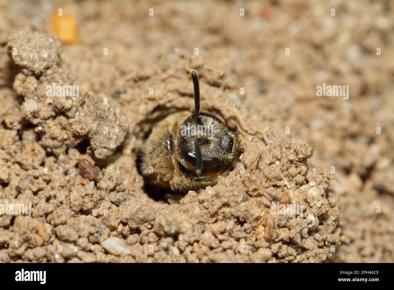 Common sand bee Stock Photo - Alamy