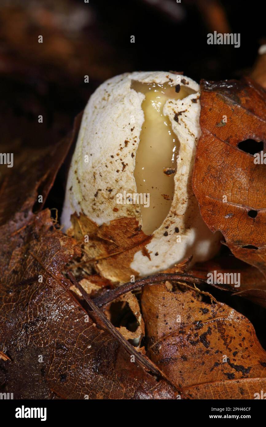 Common dog rod Stock Photo - Alamy