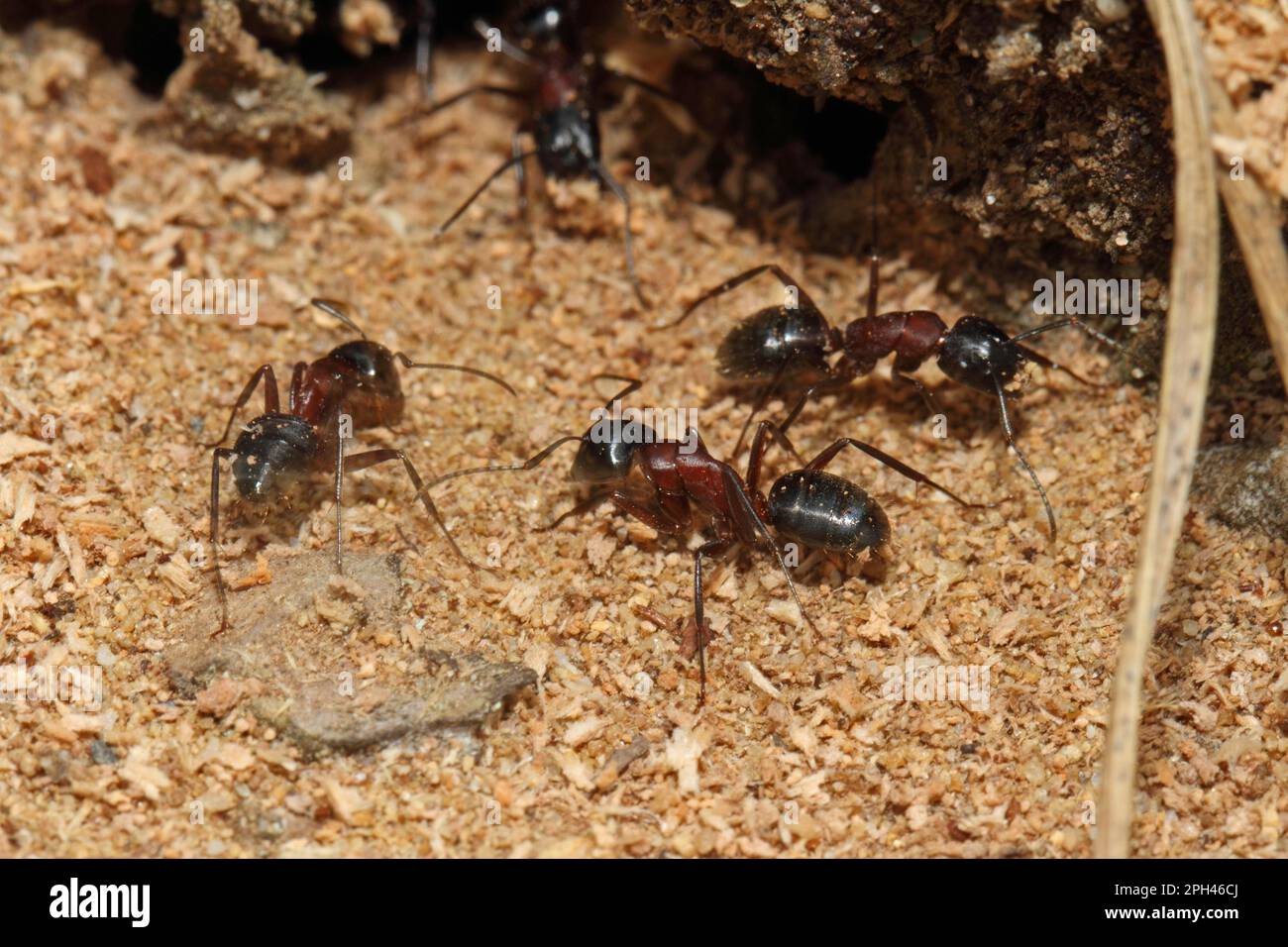 Black horse ant Stock Photo - Alamy