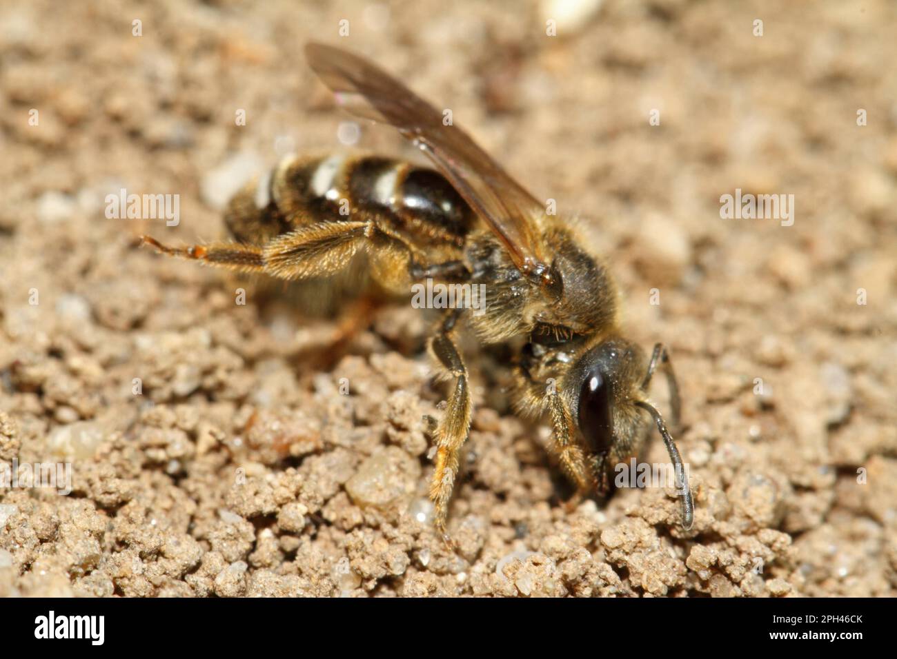 Common sand bee Stock Photo - Alamy