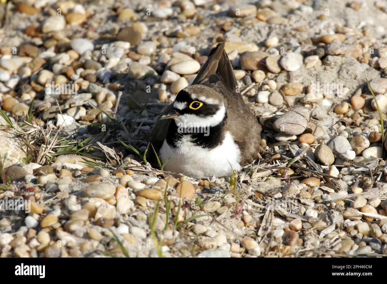 Little Ringed Plover Stock Photo - Alamy