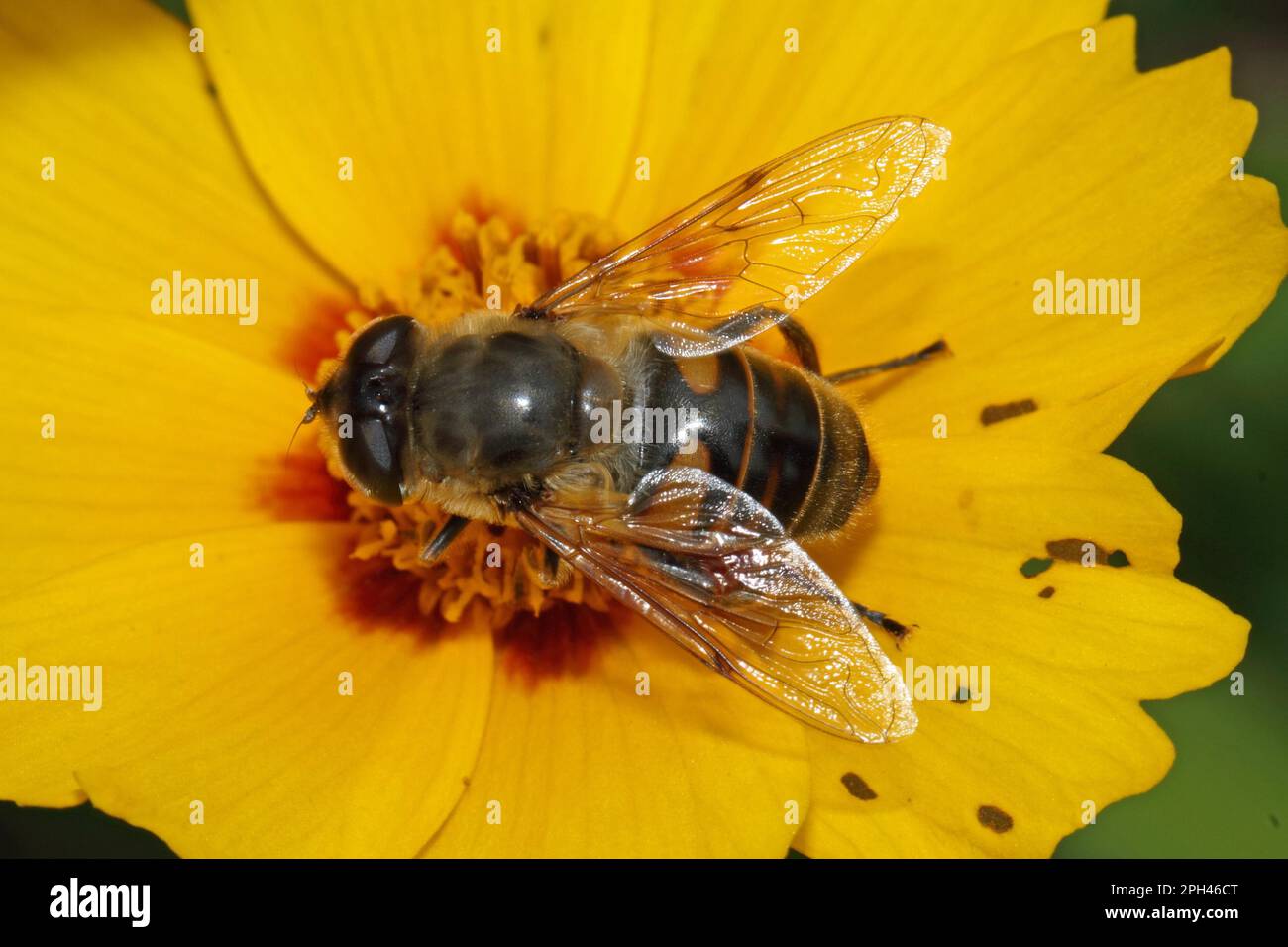 Dung bee hi-res stock photography and images - Alamy