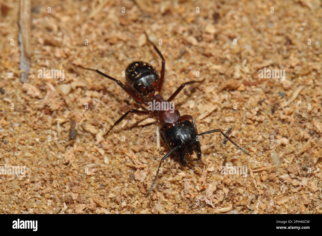 Black horse ant Stock Photo - Alamy