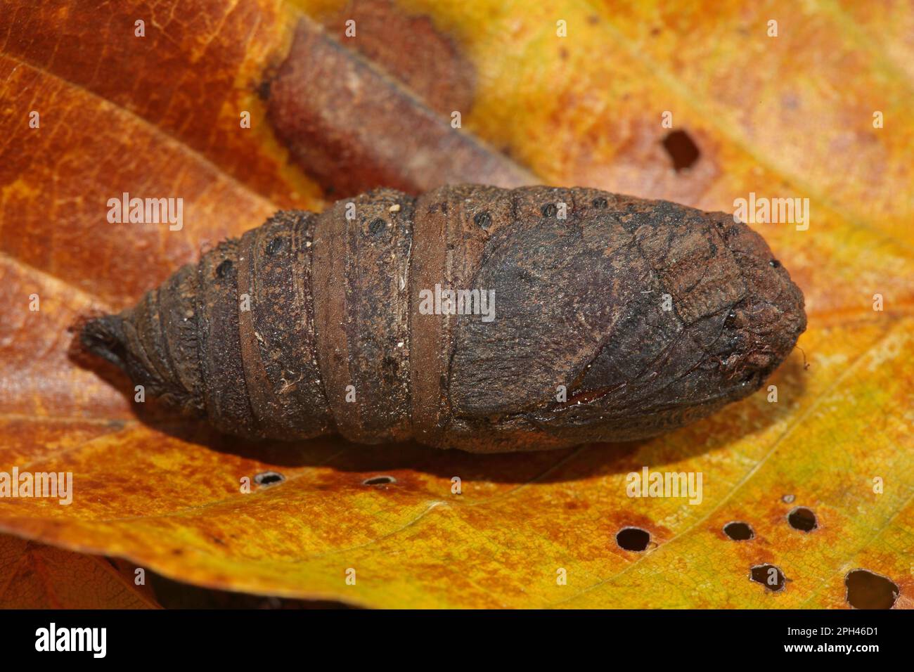 Emperor moth cocoon hi-res stock photography and images - Alamy