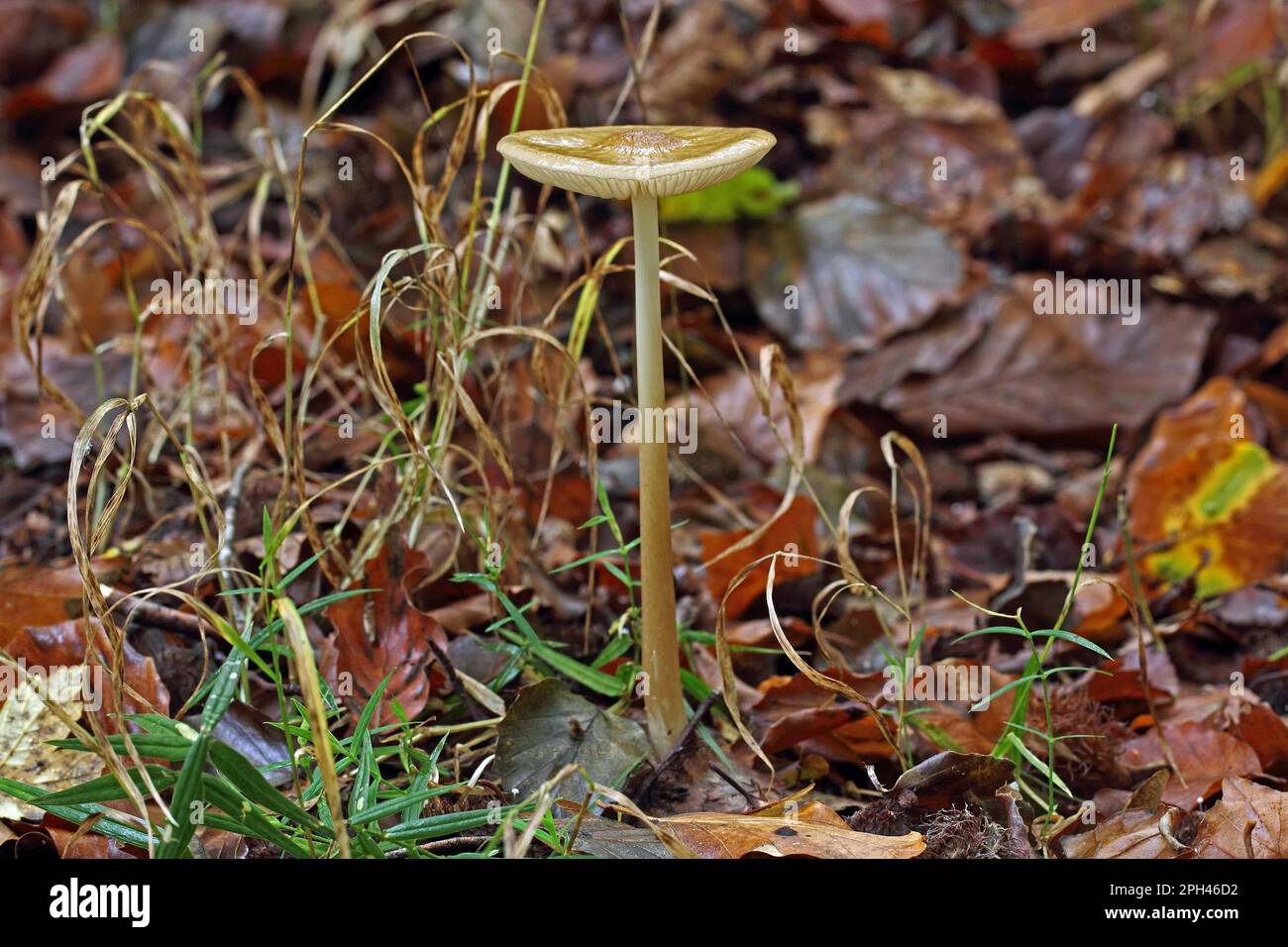 Root slime ruffle hi-res stock photography and images - Alamy