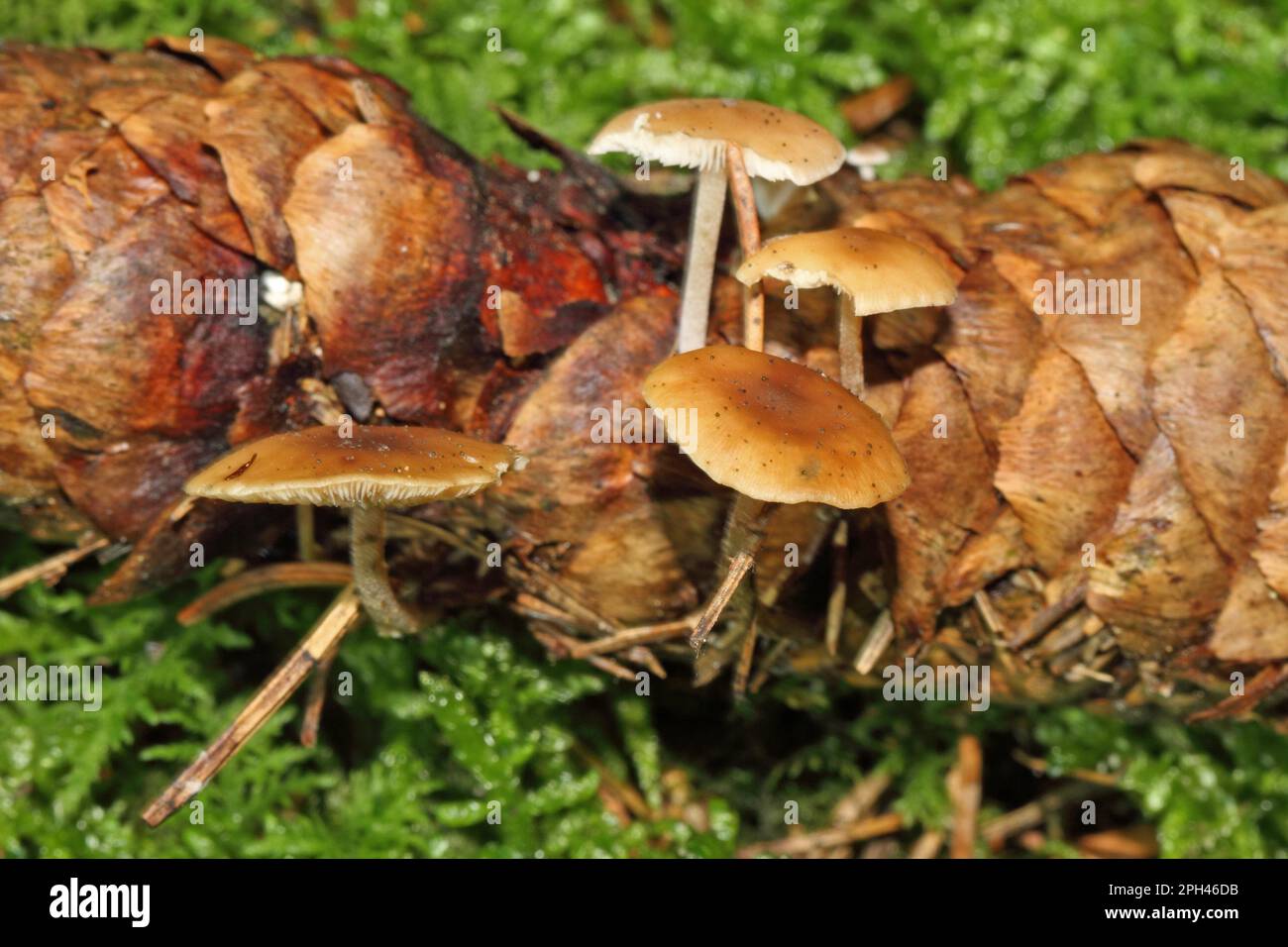 Conifer cone cap fungus hi-res stock photography and images - Alamy