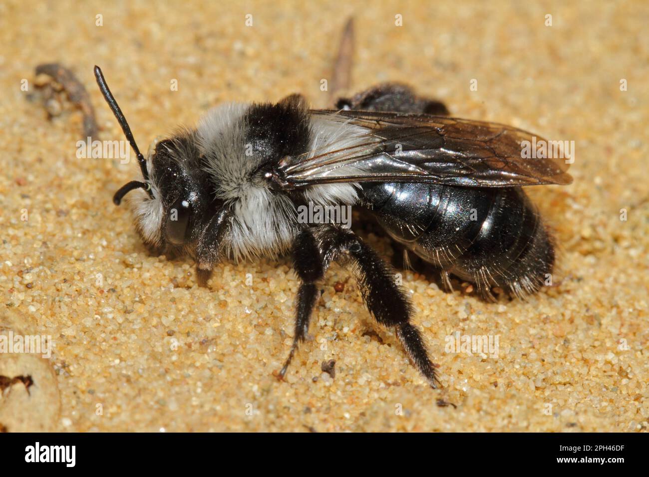 Grey wild bee hi-res stock photography and images - Alamy